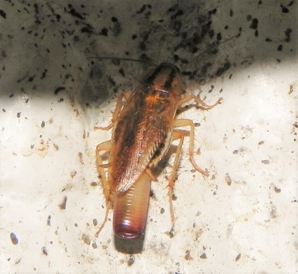 Cockroaches – PestManagementPro